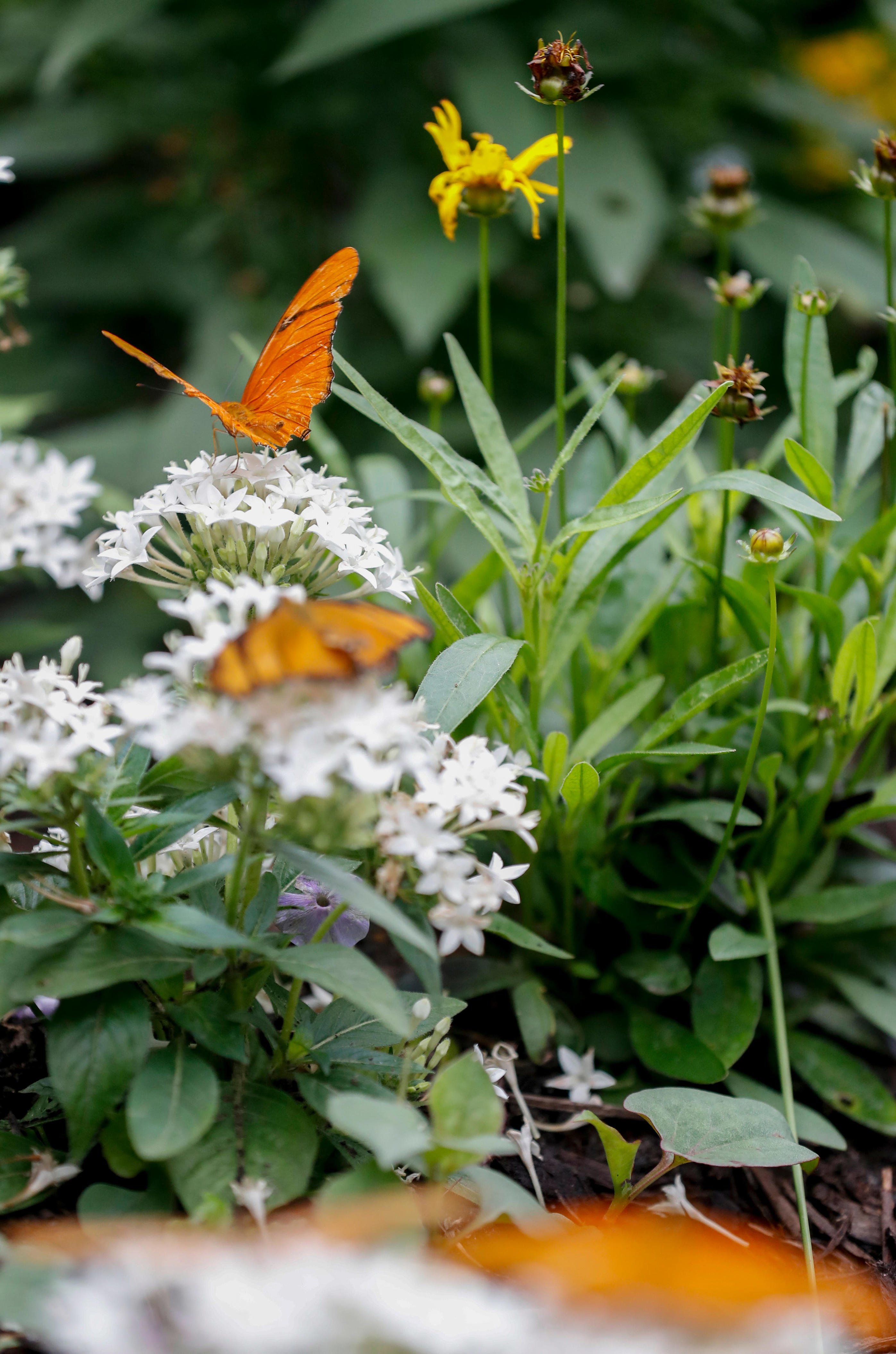 When is the first day of spring 2026? How warm will spring be in TN?