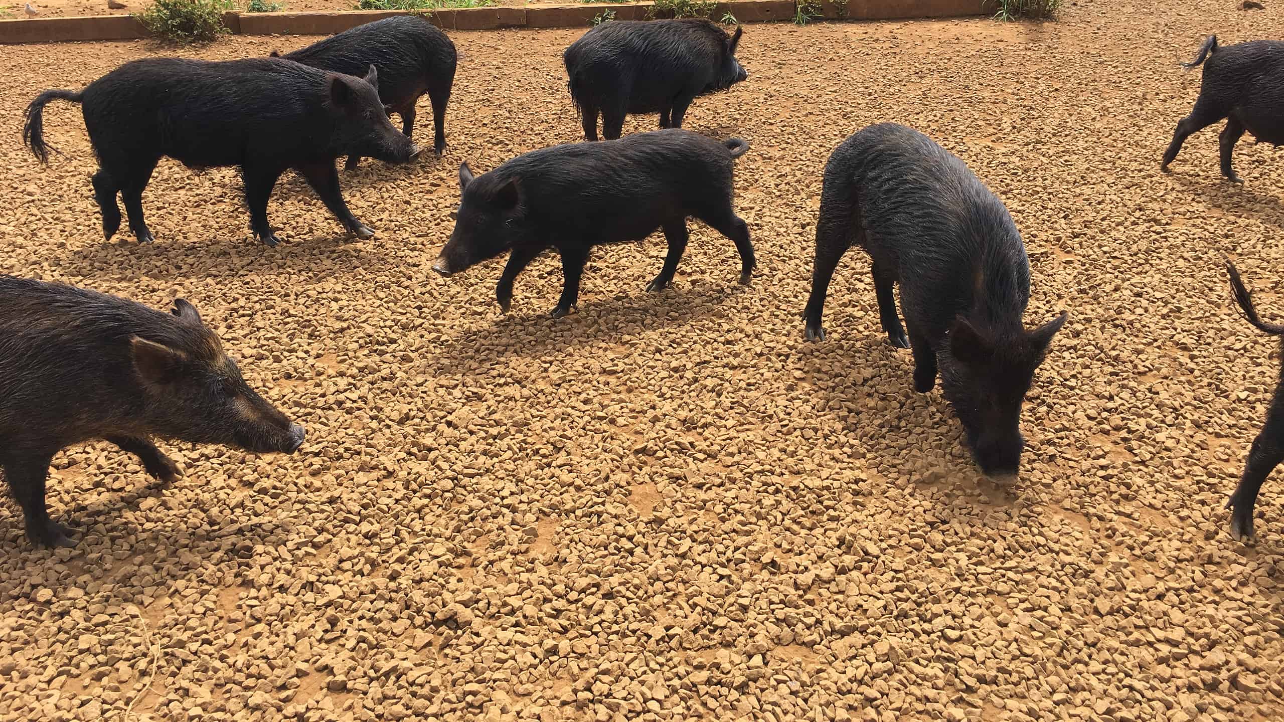 Texas has the worst wild hog problem in America