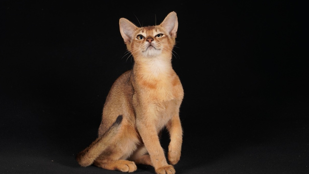 Silent signs that your cat is getting old
