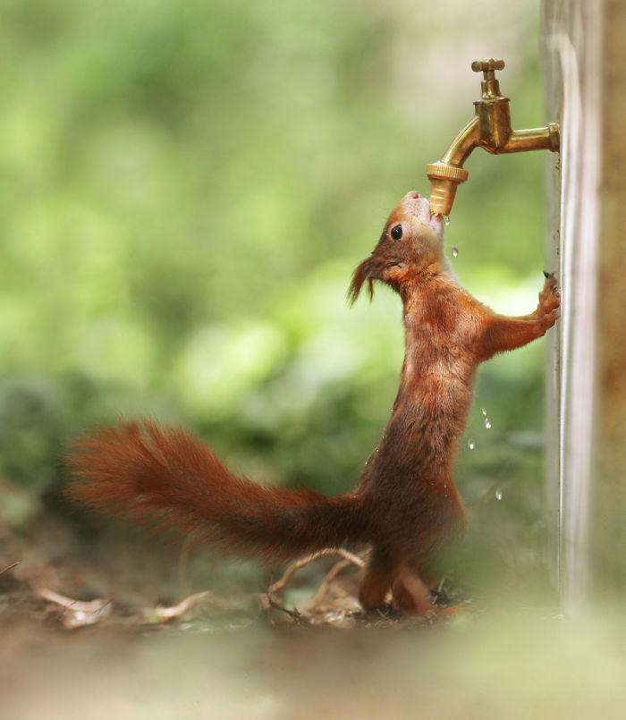 30 amusing wildlife photos of animals caught in funny moments