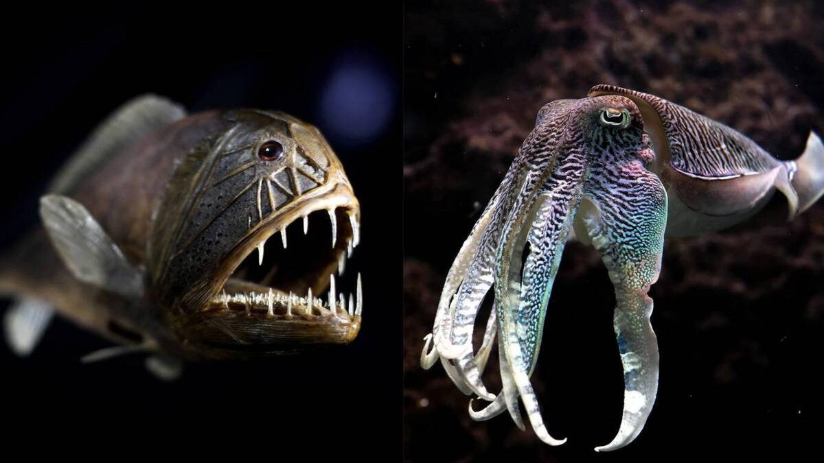 Rarely seen deep-sea creatures captured on film