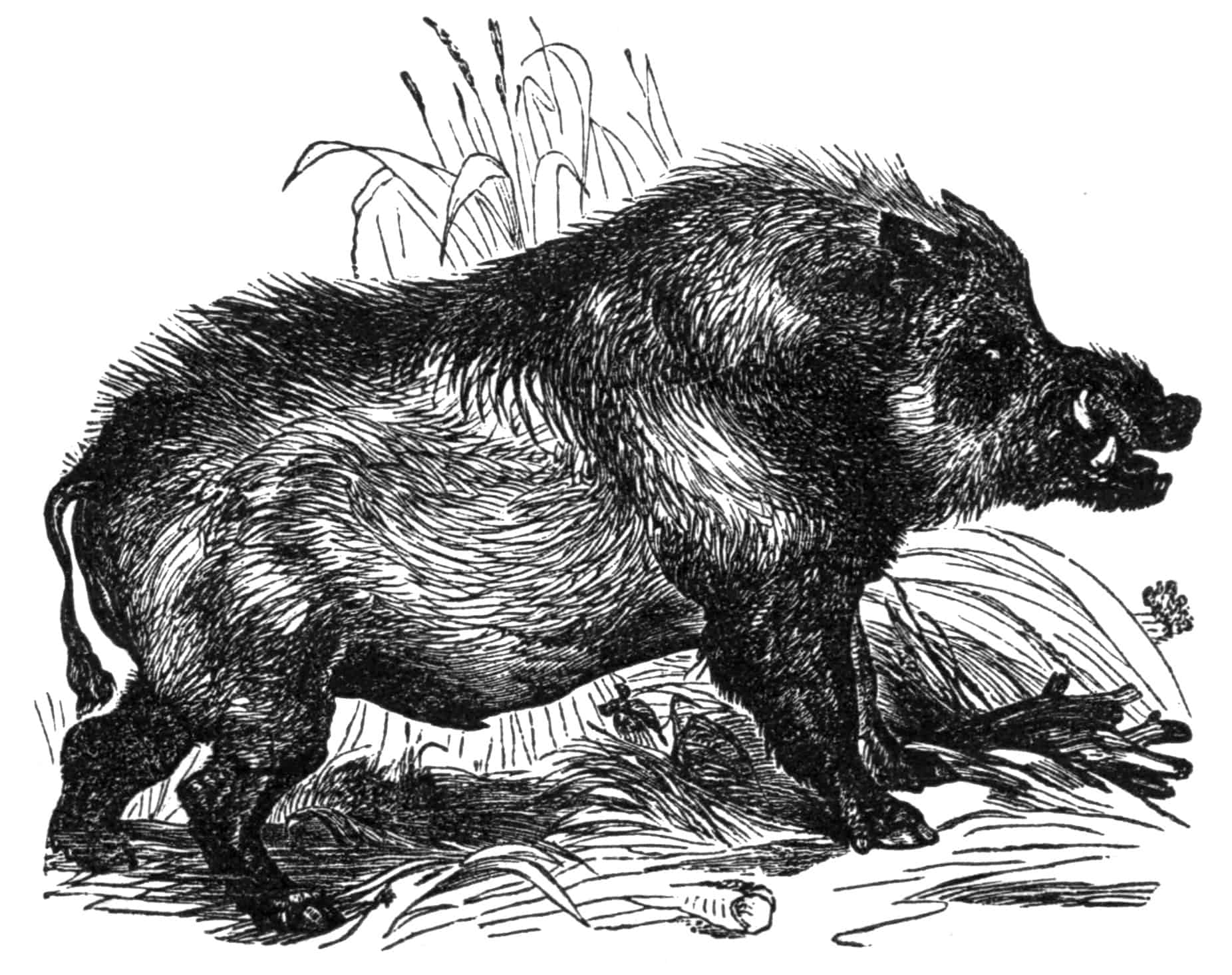 Texas has the worst wild hog problem in America