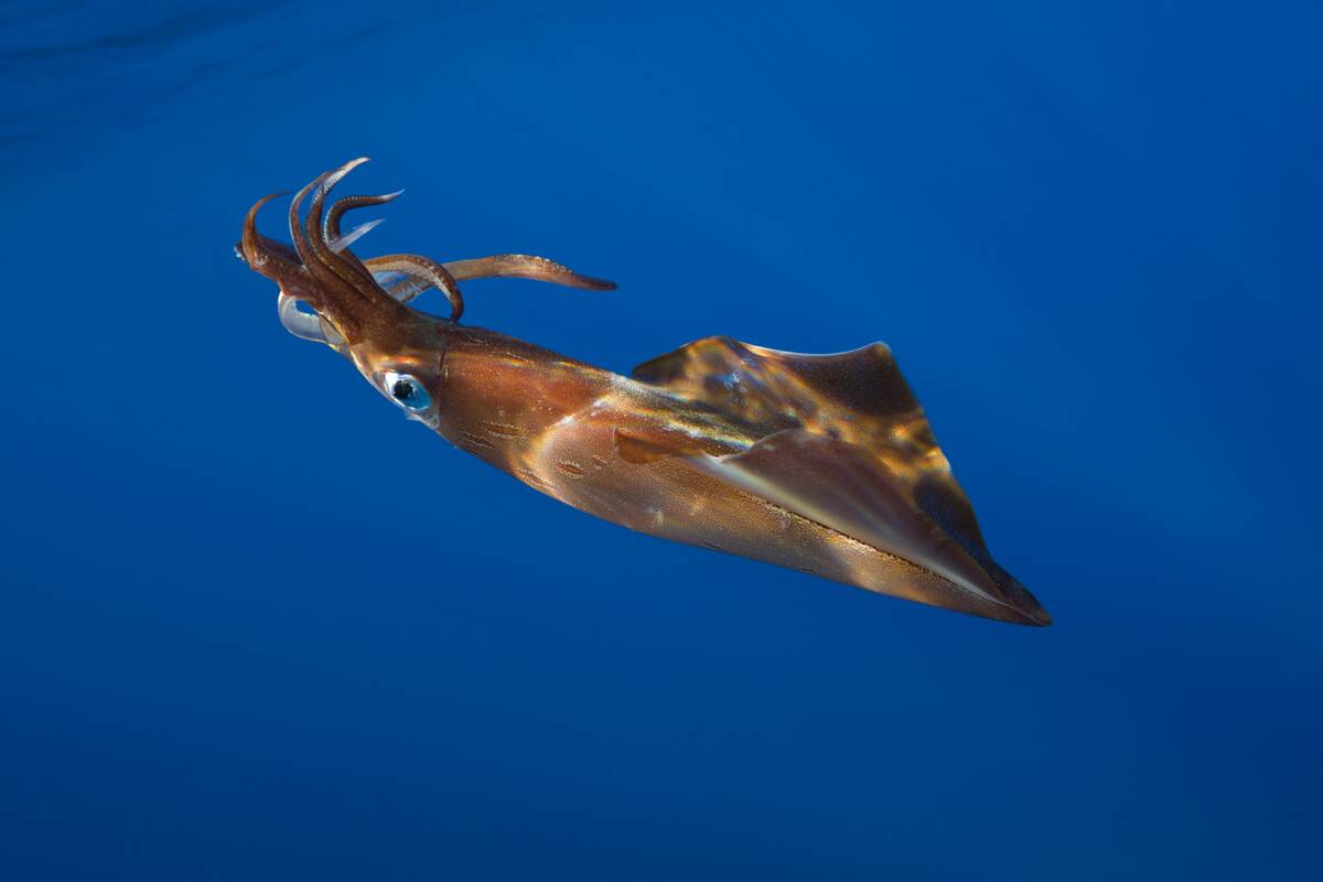 Rarely seen deep-sea creatures captured on film
