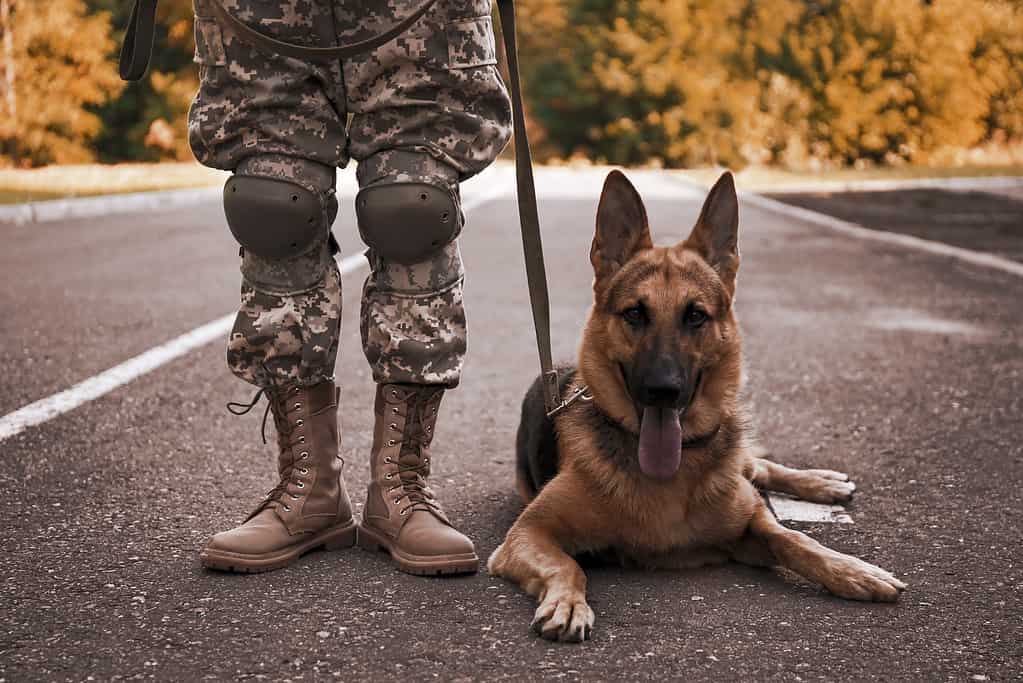 Four-legged heroes: Honoring the military working dogs who serve in combat