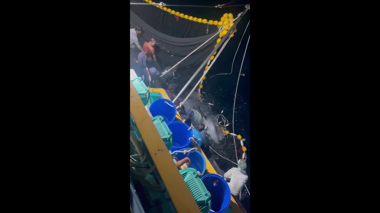 Whale shark tangled in fishing trawler net is released