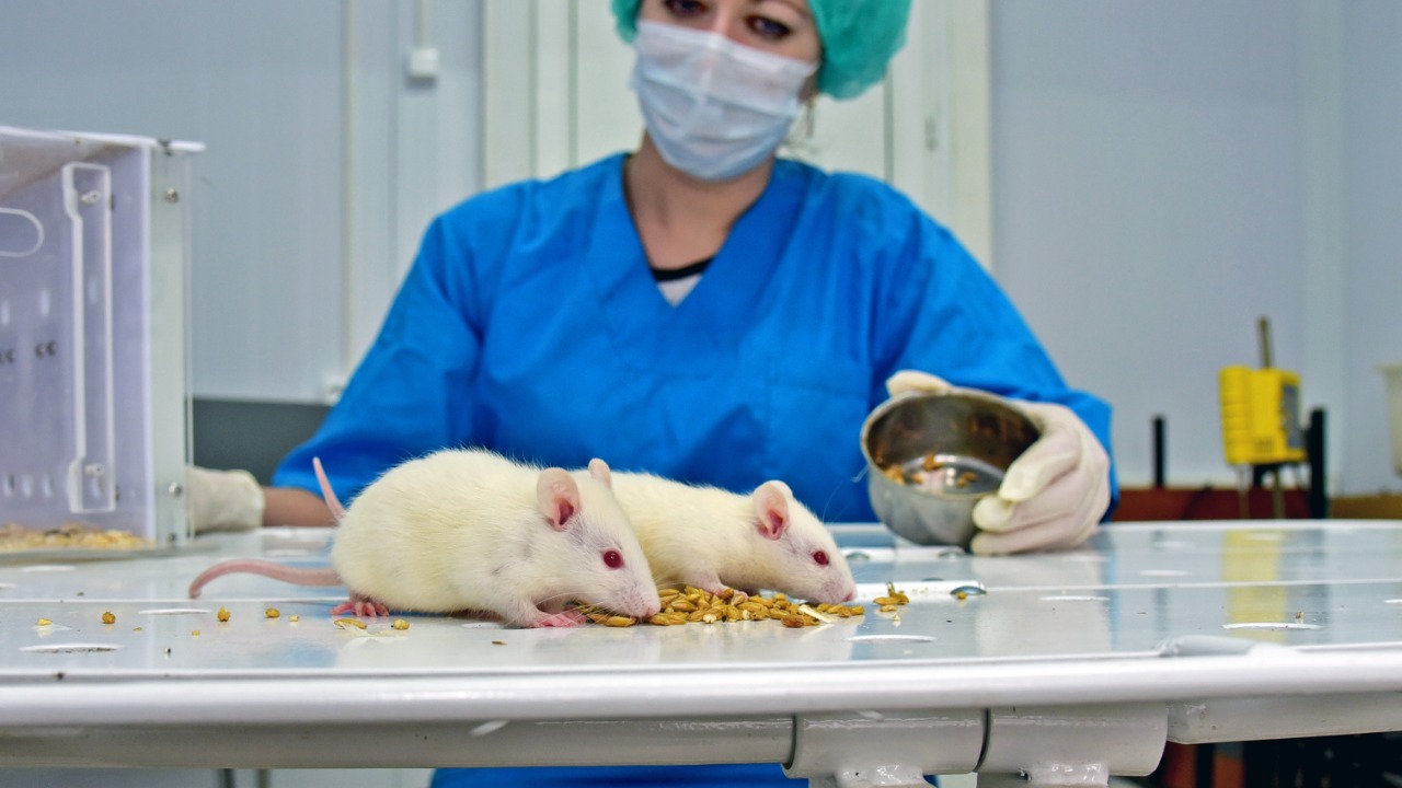 Single DMT dose eased depression-like symptoms in mice, study finds