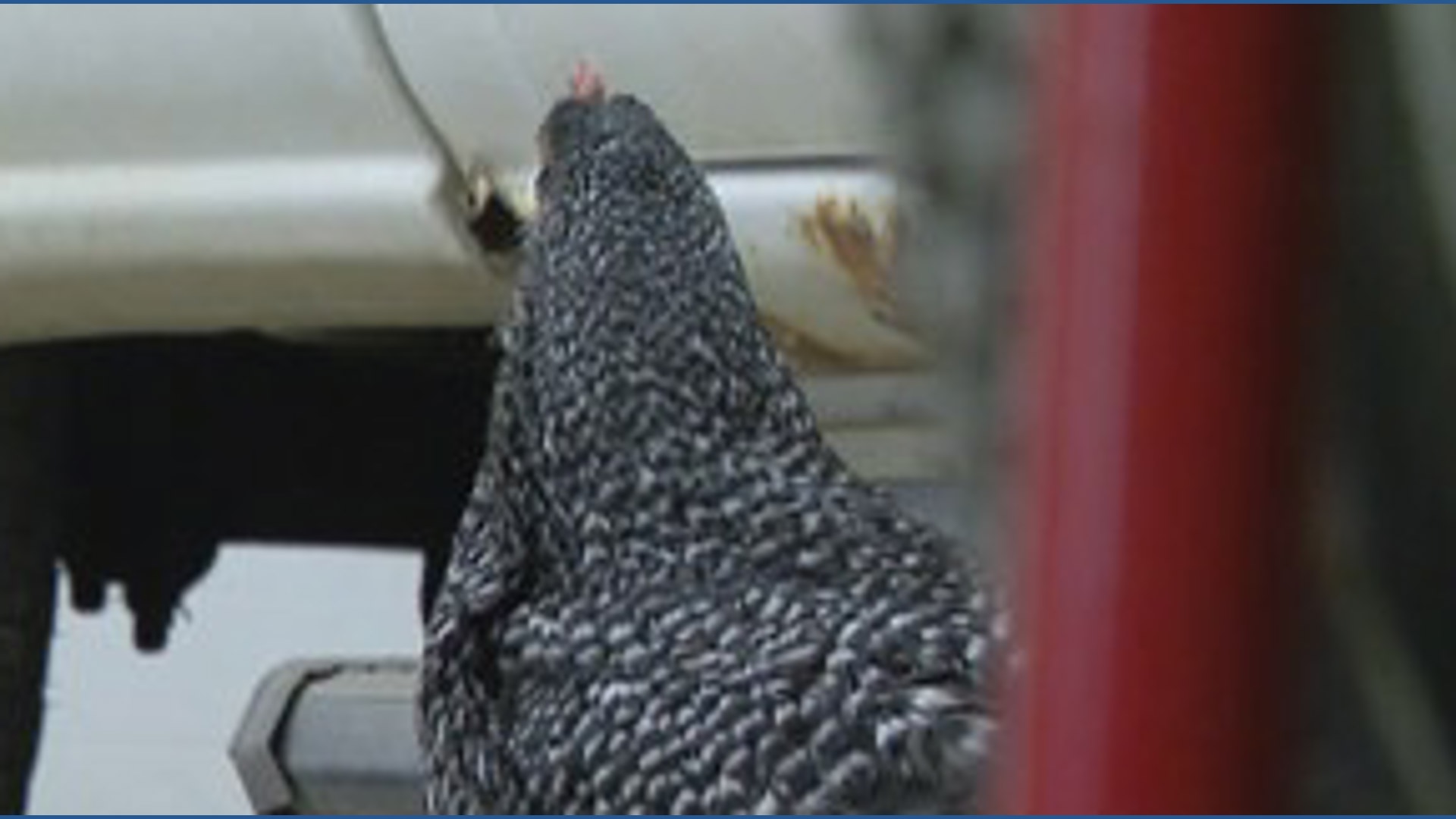 A wayward chicken walked into the Truman, MN, public works shop and ...