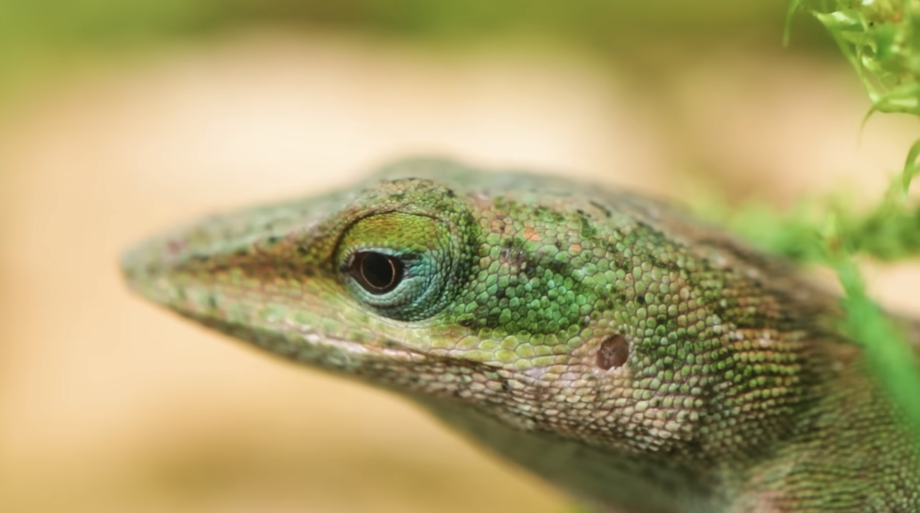 Simulating a rainforest for 30 days