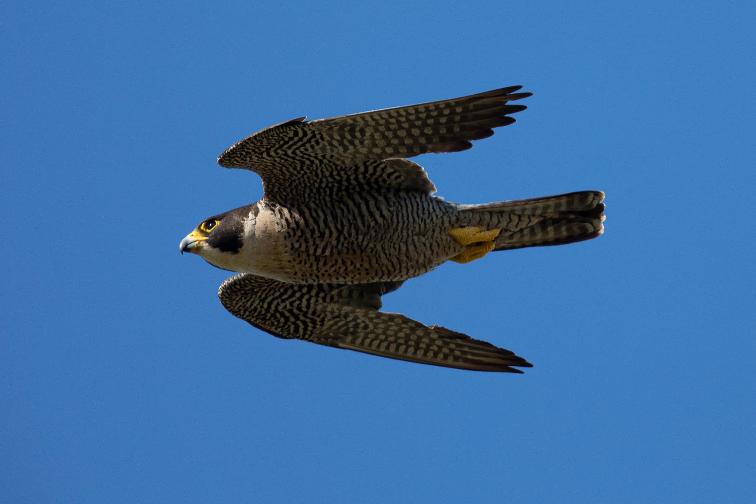 Meet the fastest bird in the world