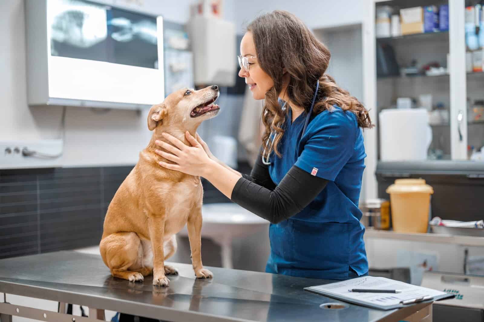 As a veterinarian, these 11 dog breeds are the only ones I would ...