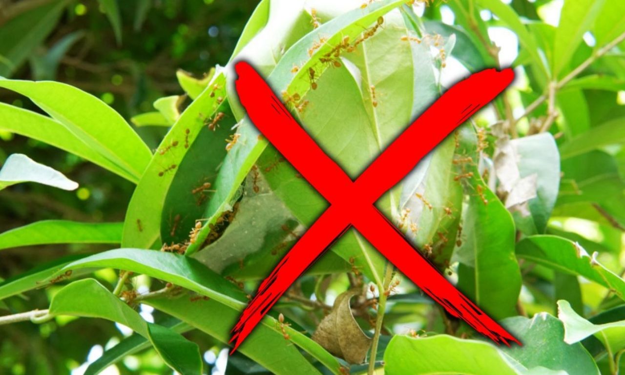 Adiós insectos en el jardín; prepara un fertilizante casero con este ...
