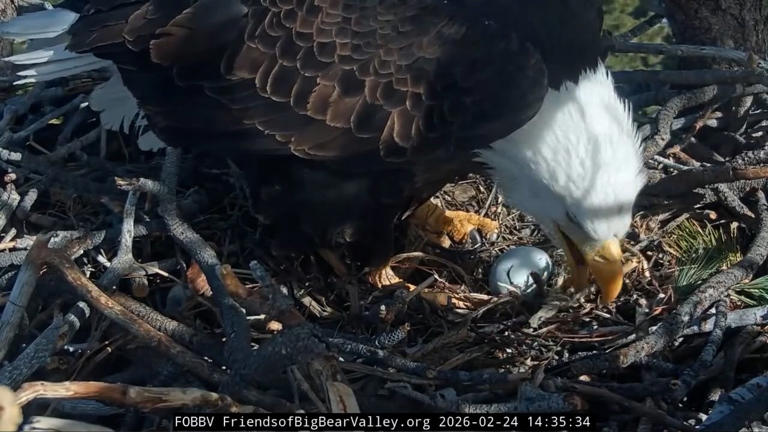Famed bald eagle couple Jackie and Shadow on 'pip watch'