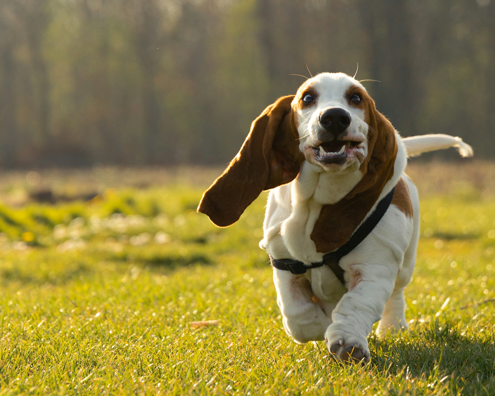 The stubborn dog breeds that will test your patience daily