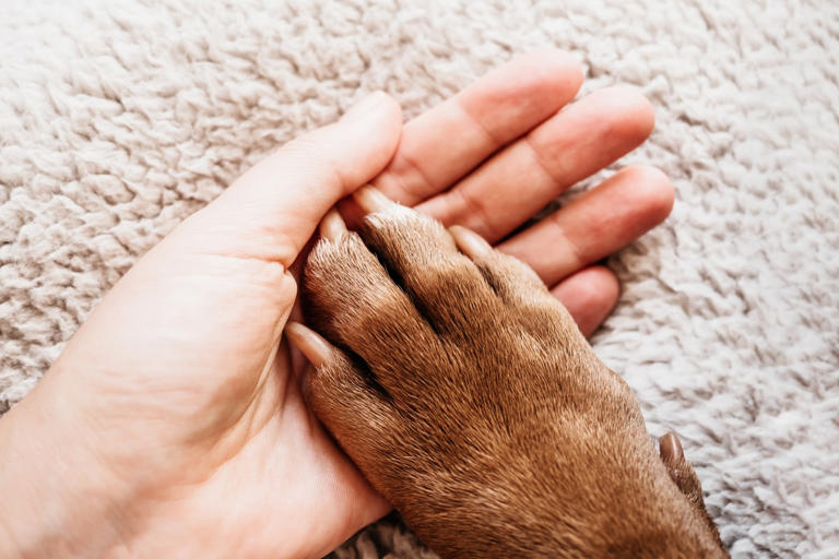 Labrador looks like proud mom as grandpa meets 'her' newborn human baby