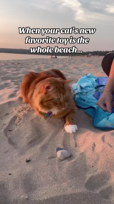 When your orange cat claims the beach