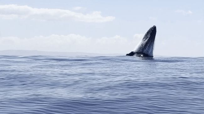 Shocked boaters capture 'incredibly rare' triple whale breach
