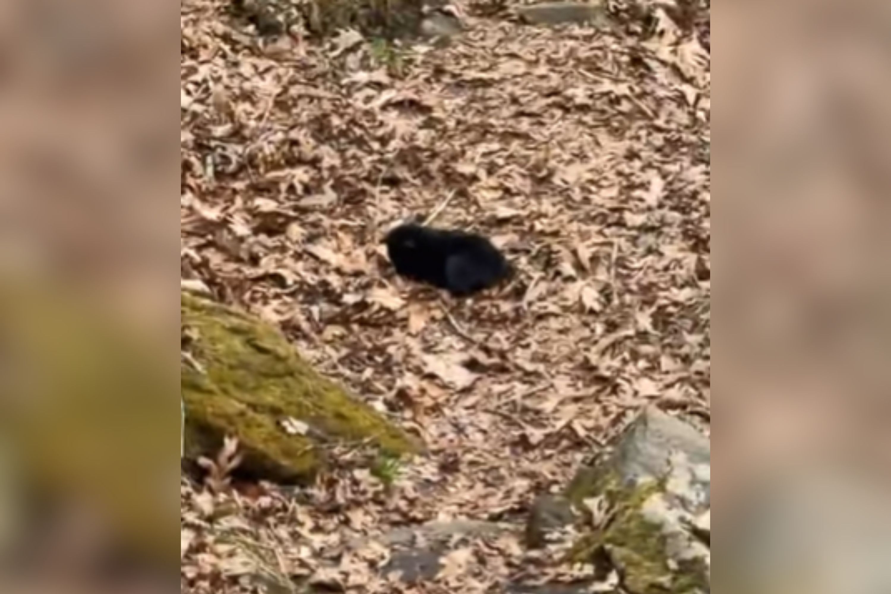 Hikers find baby bear in the woods, then make horrifying realization: "Run"