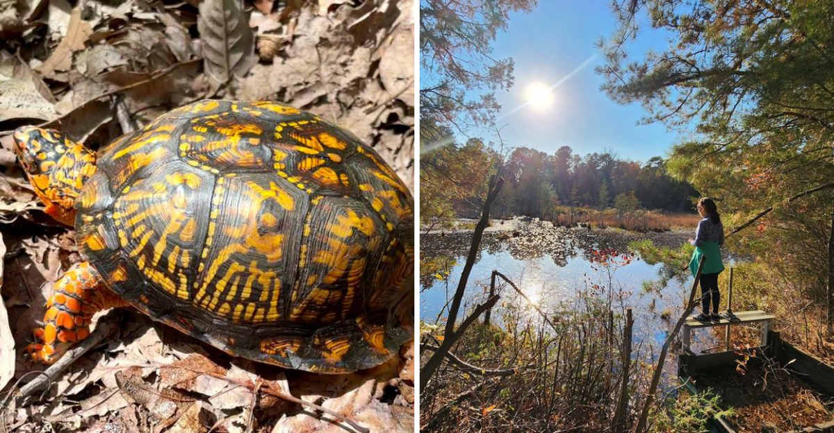 The secret New Jersey trail where boardwalks and carnivorous plants ...