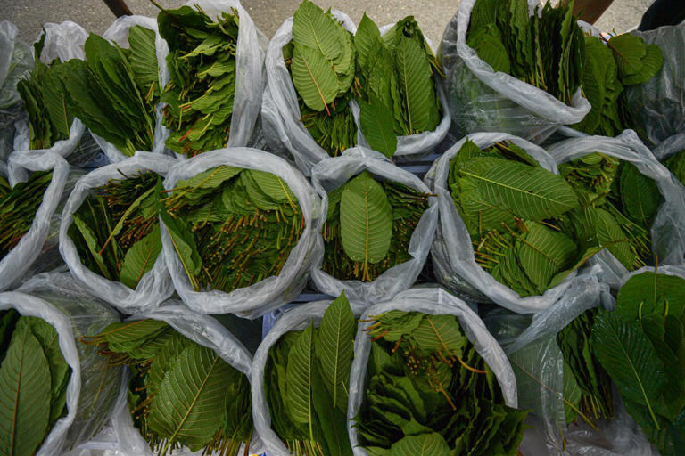 What is kratom? The drug Brandon Clarke was arrested for possessing