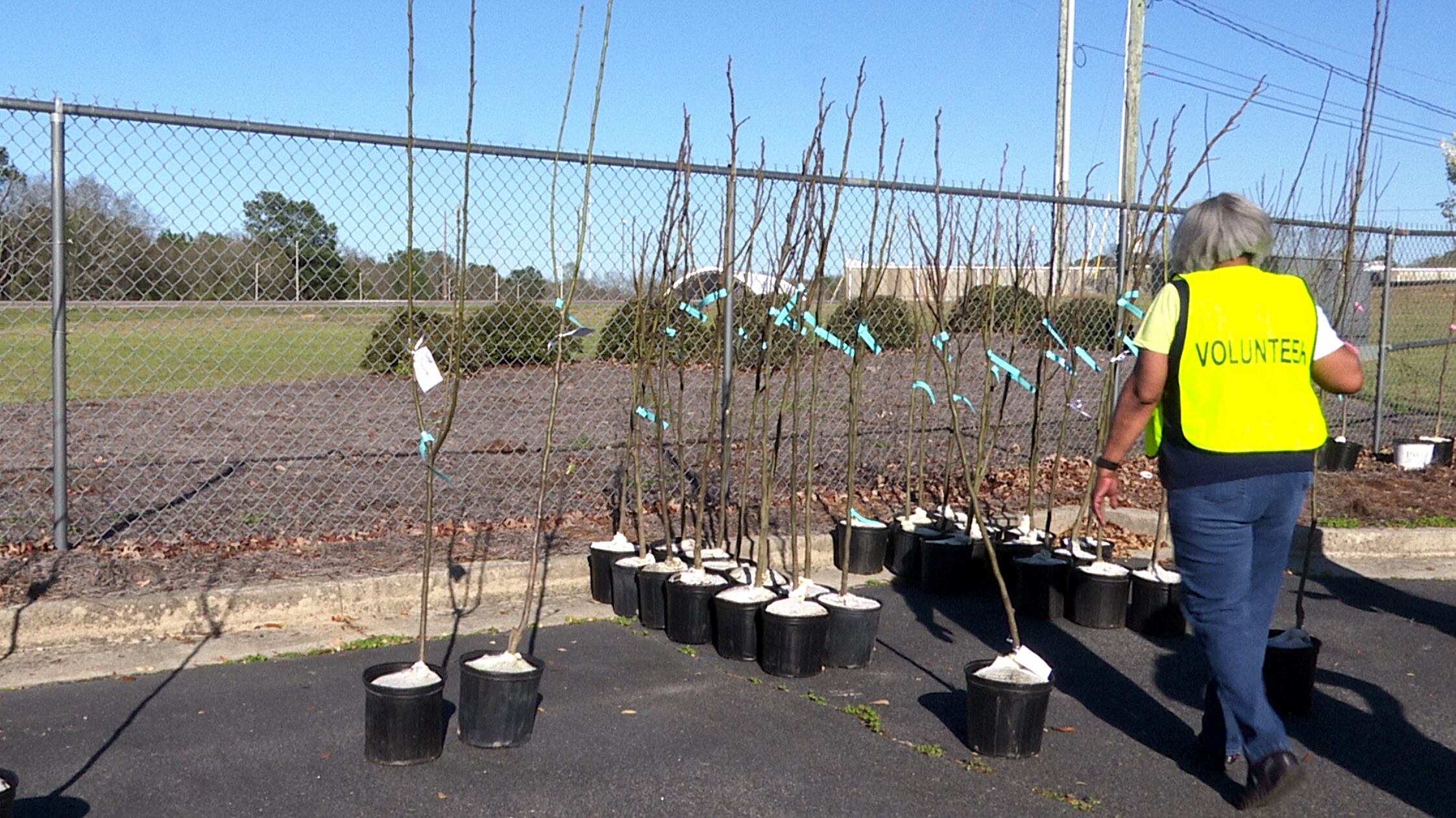 Keep Aiken County Beautiful gives away 200 fruit trees