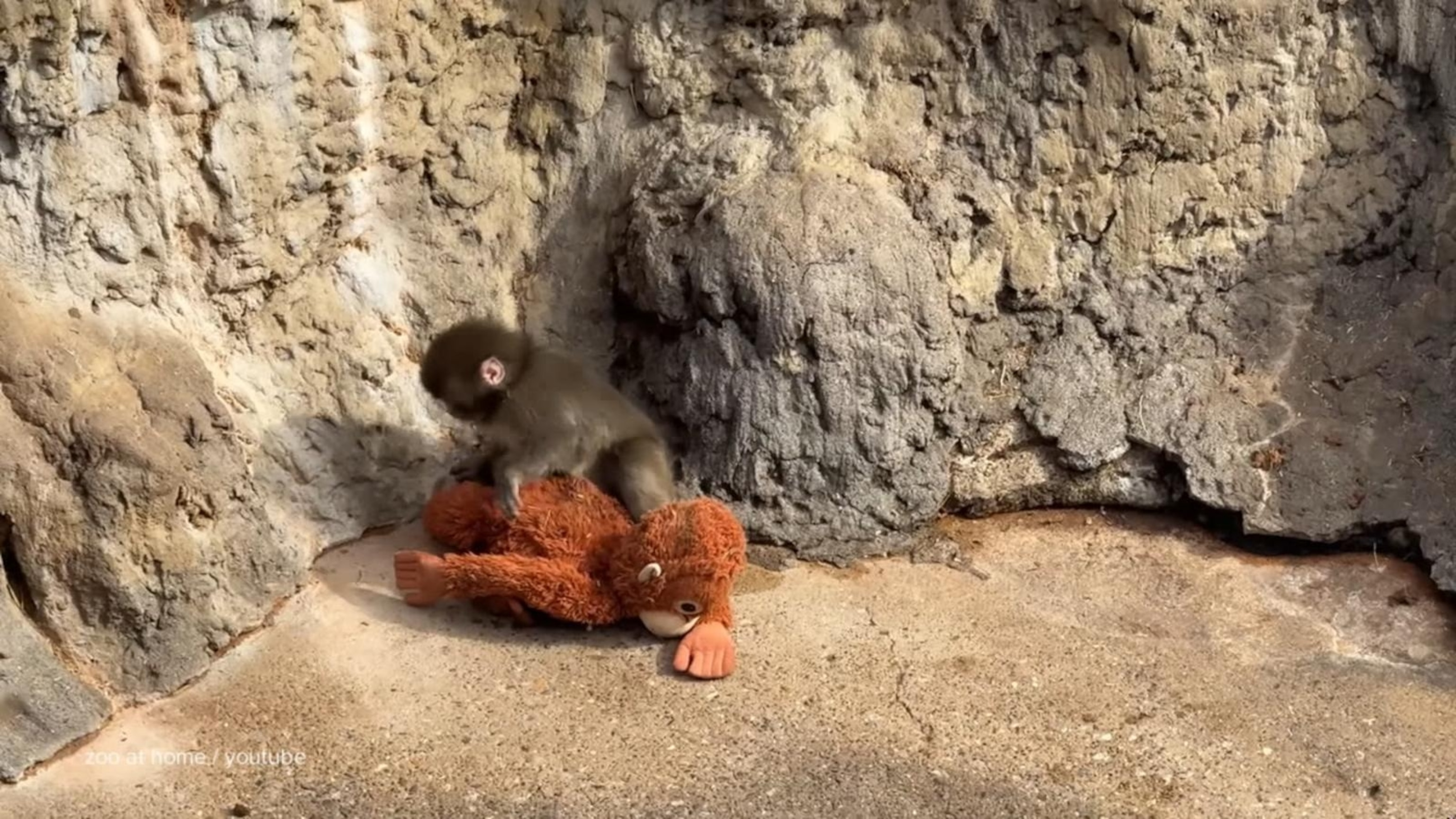 David Muir shares Punch the Monkey update and the American zoos ...
