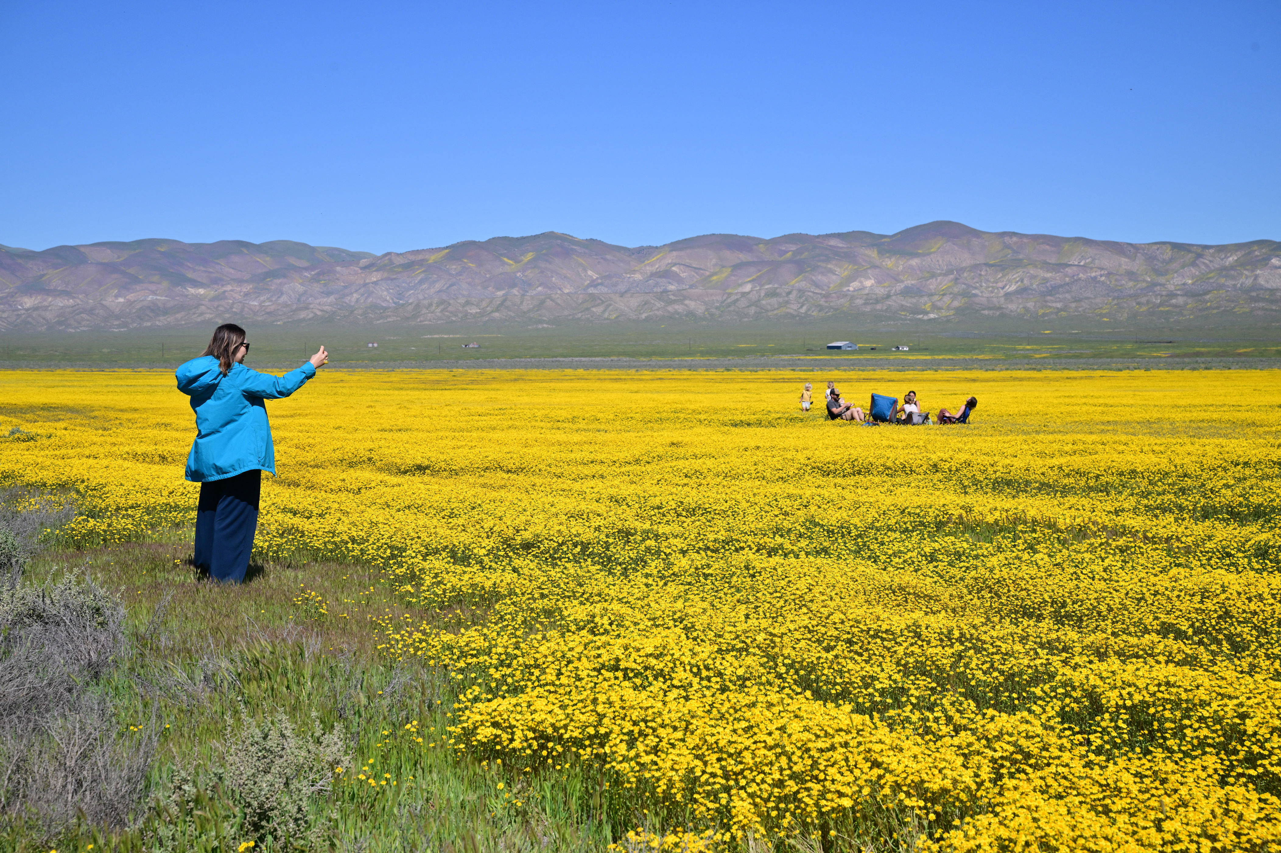 California’s wildflower boom is inching closer to a superbloom — see ...