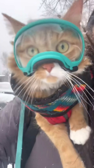 Adventure cat with goggles ready to go