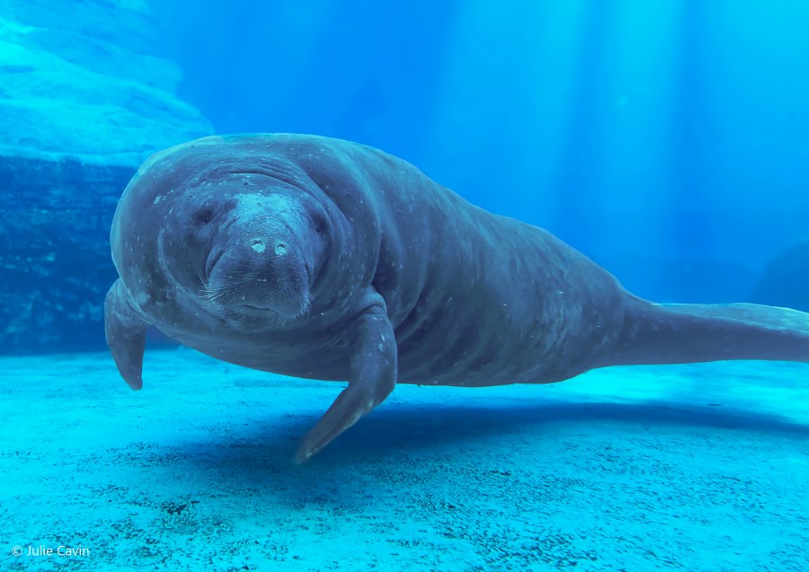 Gulfarium’s Romeo sets world record as oldest manatee