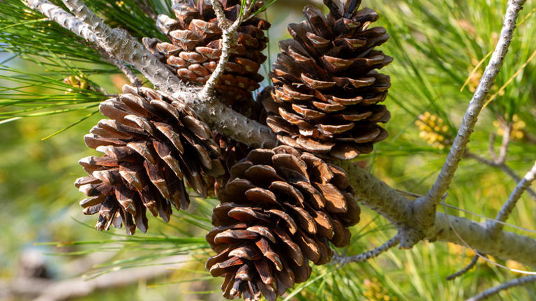 Why pinecones are a smart addition to flowerpots and planters