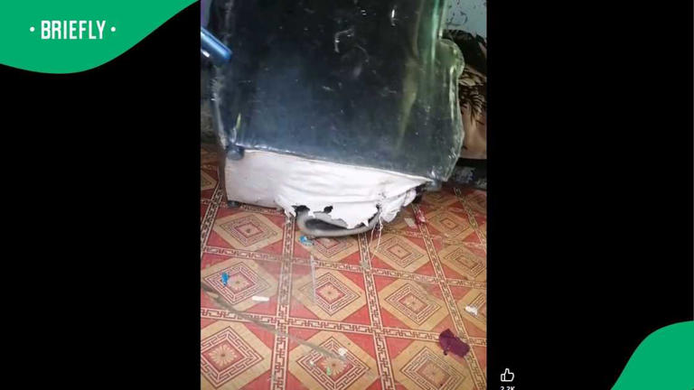 What would you do?: Massive snake found under old couch in Durban home