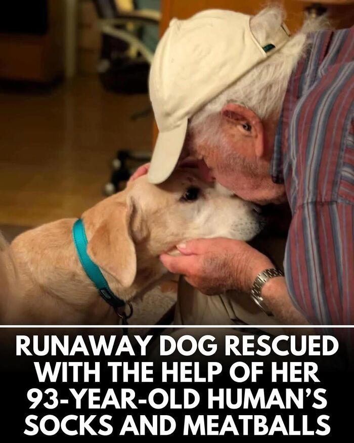 46 dog stories that are funny, emotional, and absolutely heartwarming