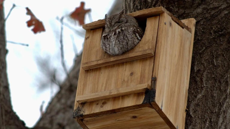 10 best nesting boxes to attract owls to your yard, according to reviews