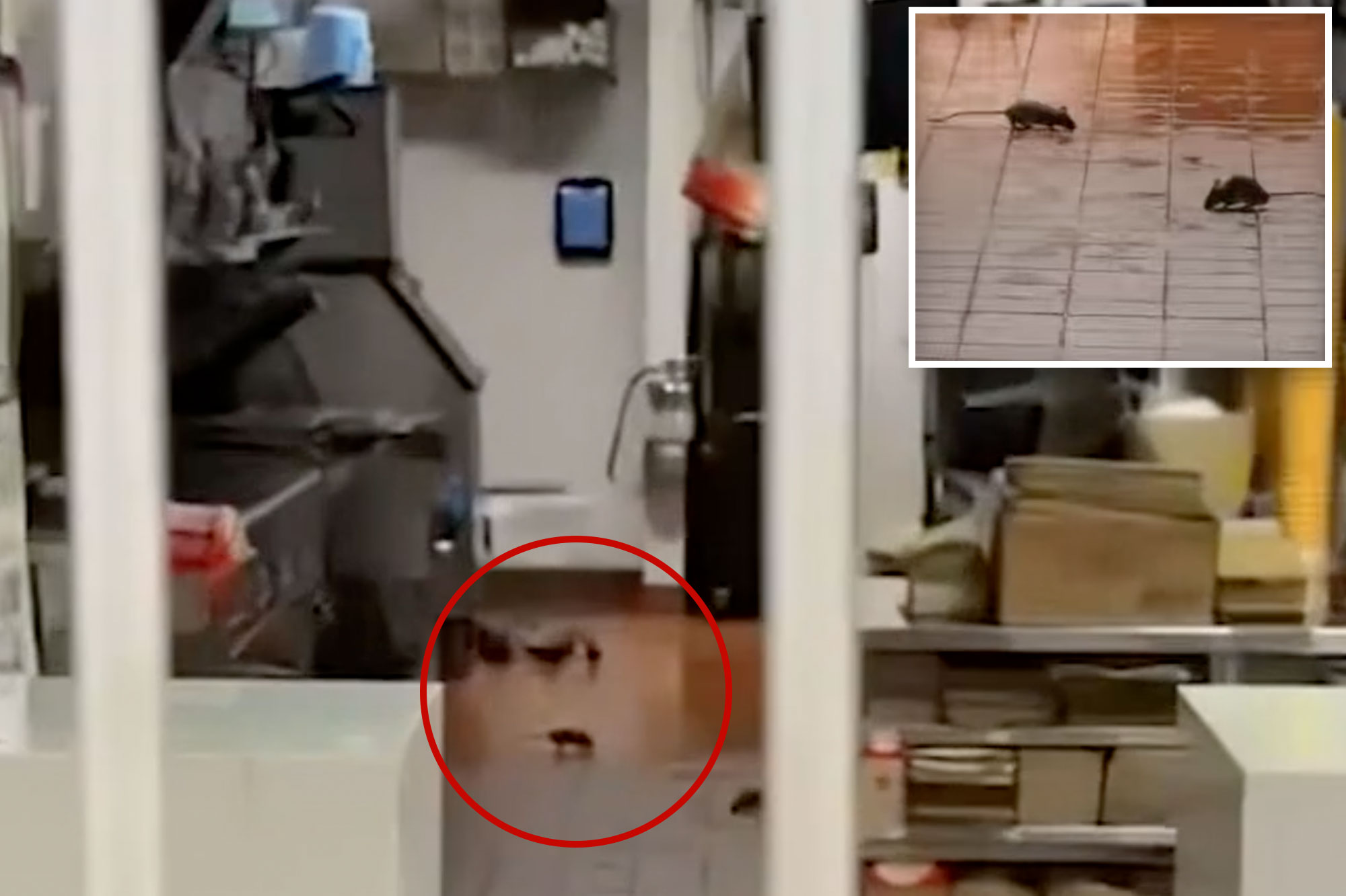 Disgusting video shows huge rats scampering across floor at McDonald’s ...