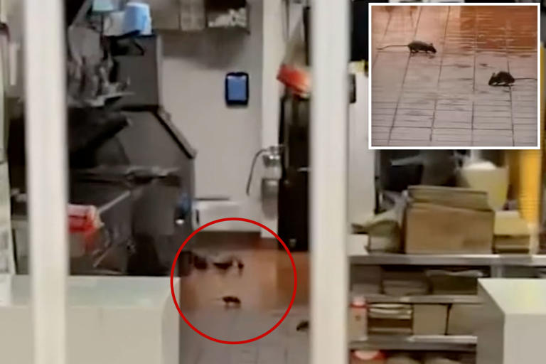 Disgusting video shows huge rats scampering across floor at McDonald’s ...