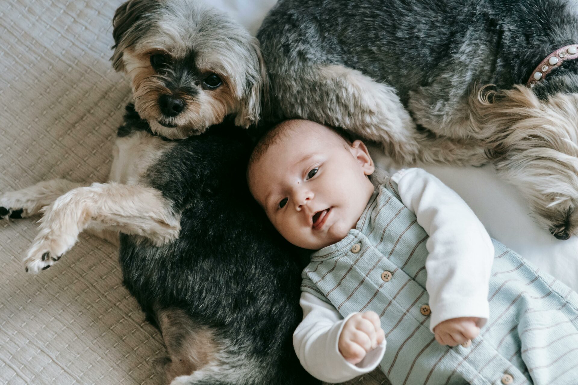 10 most dangerous dogs around kids: Better safe than sorry