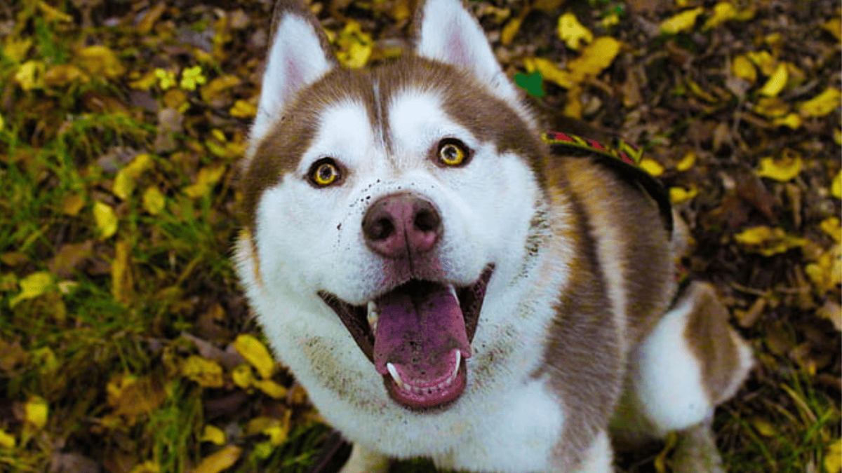 5 weird dog behaviors that actually mean something