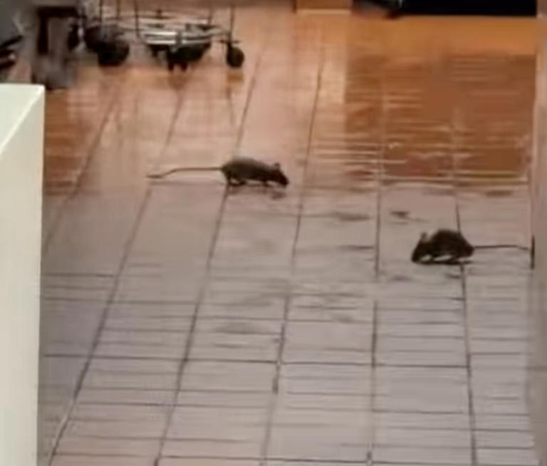 Disgusting video shows huge rats scampering across floor at McDonald’s ...