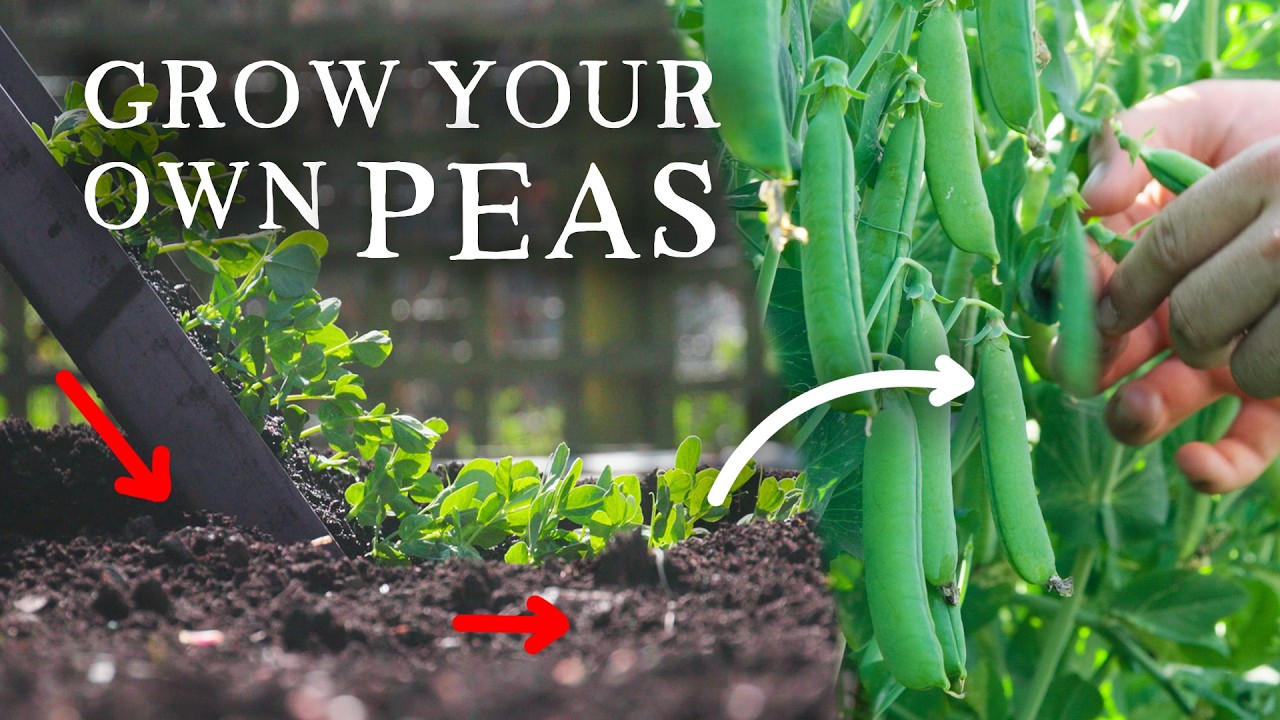 How to grow peas | 2 simple methods for huge harvests