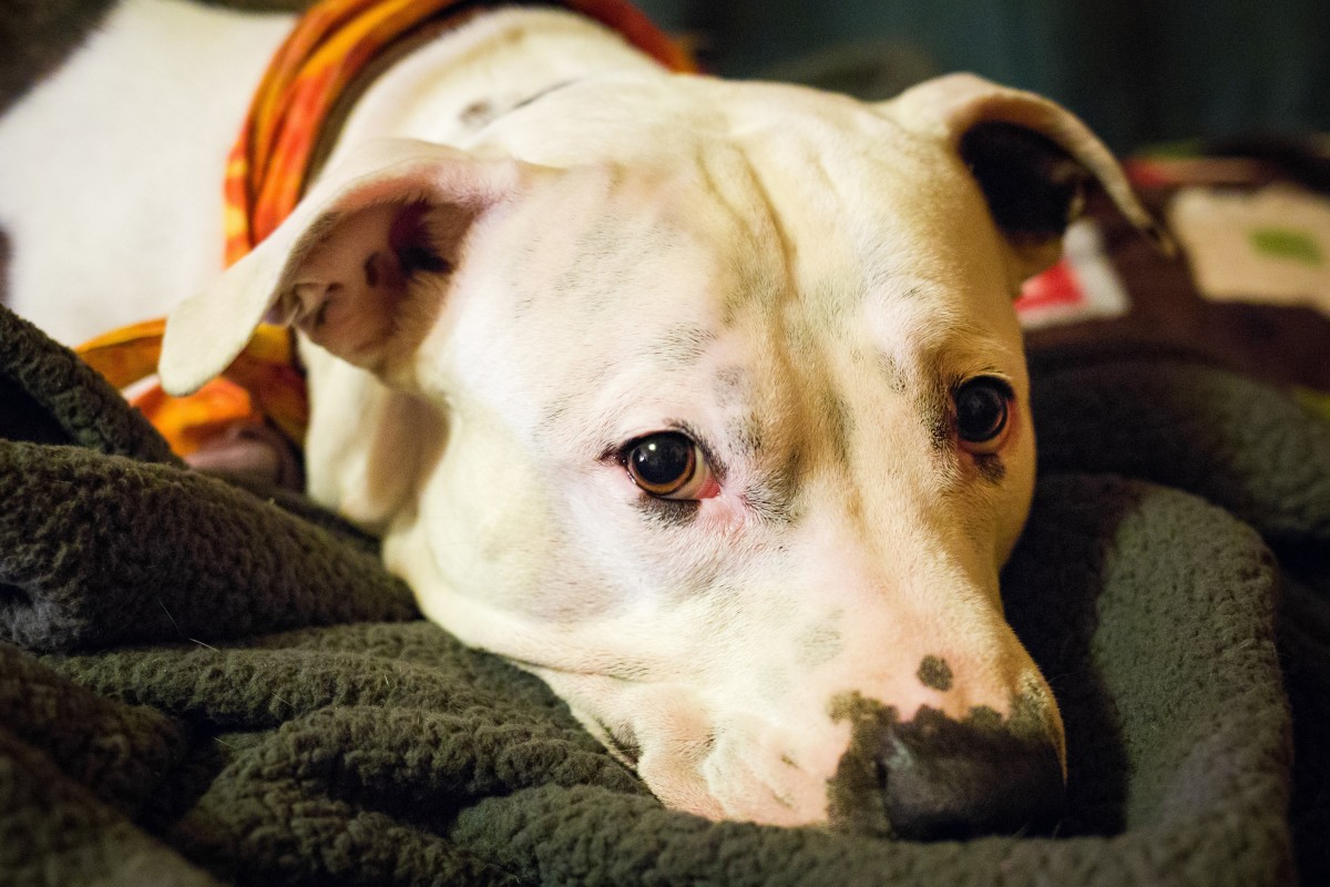 Spud, the rescue dog, has heartwarming reaction to his chick siblings