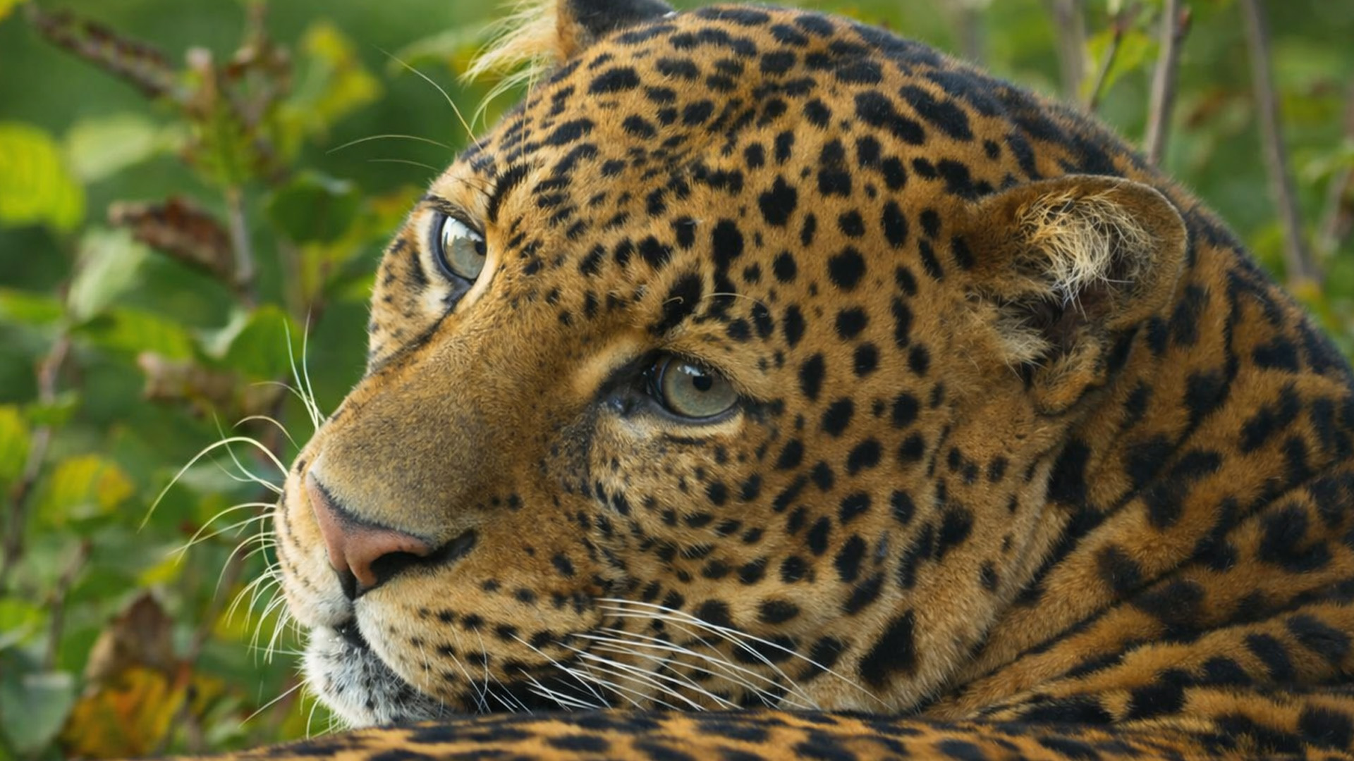 Close-up of a leopard resting in the wild caught on camera