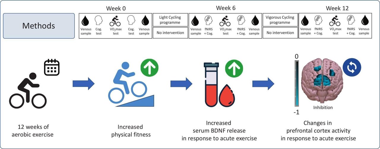 Increased fitness may amplify brain boost following exercise