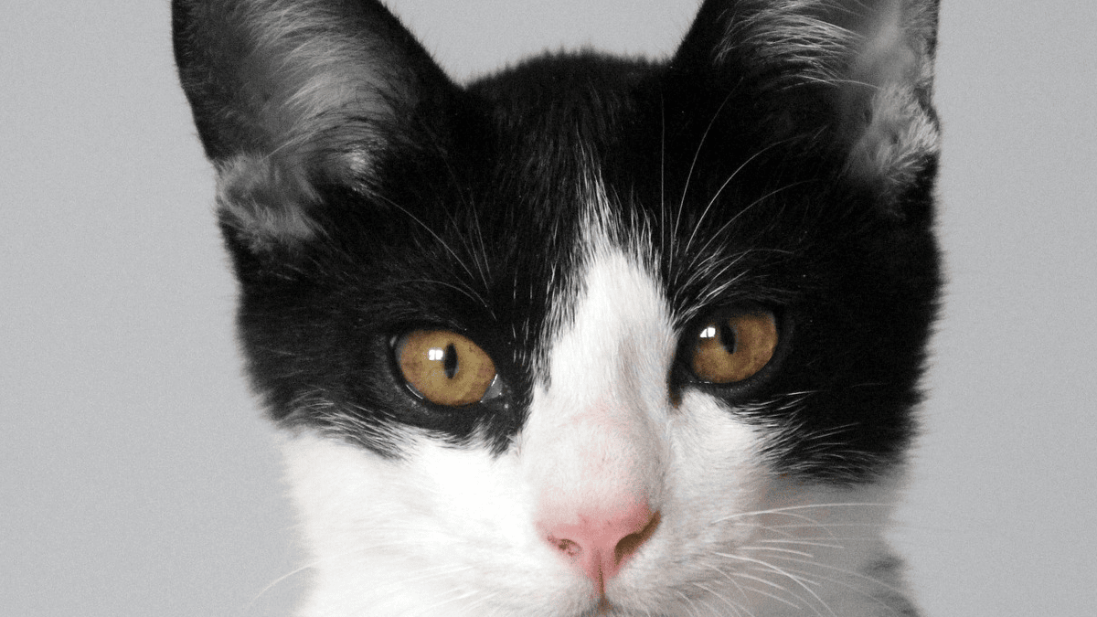7 weird cat behaviors you'll never believe are normal (especially ...