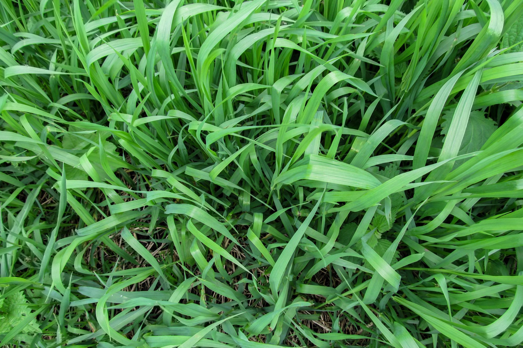What is quackgrass and how do I get rid of it?