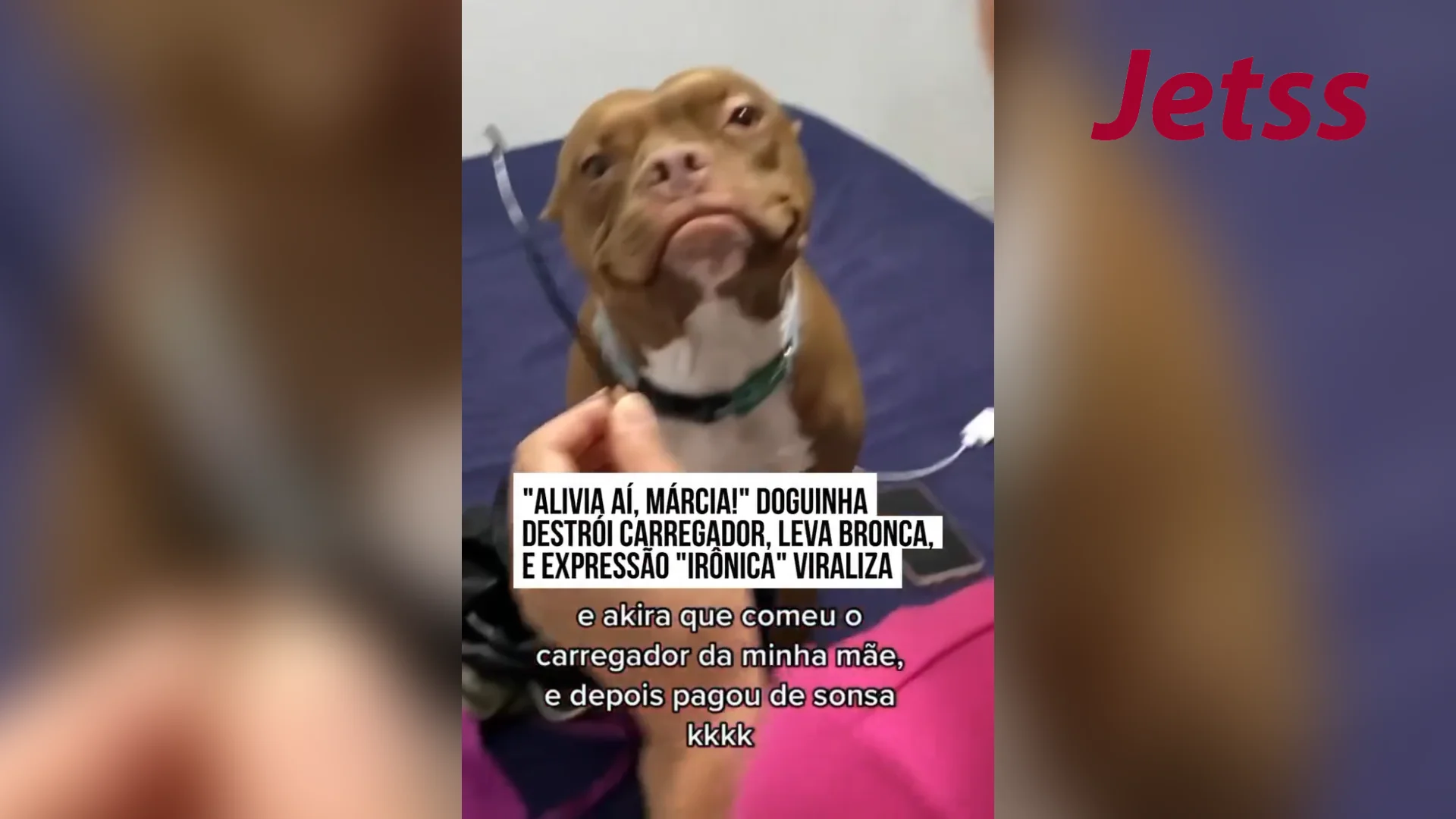 Alivia aí, Márcia! Doguinha destrói carregador, leva bronca e expressão ...