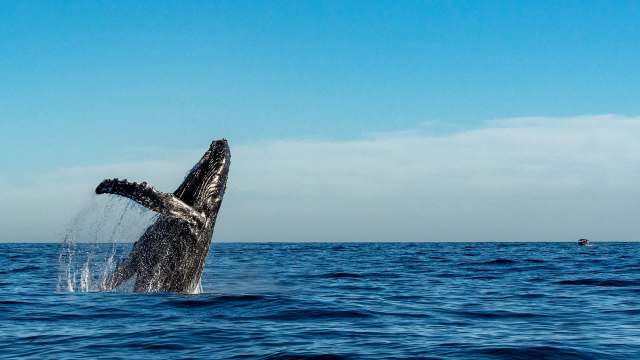 Study points to alarming reason for spike in whale injuries