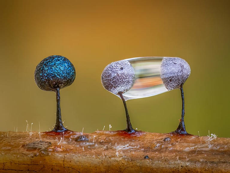 ‘Rarely seen moments’: Winners of the British Wildlife Photography ...