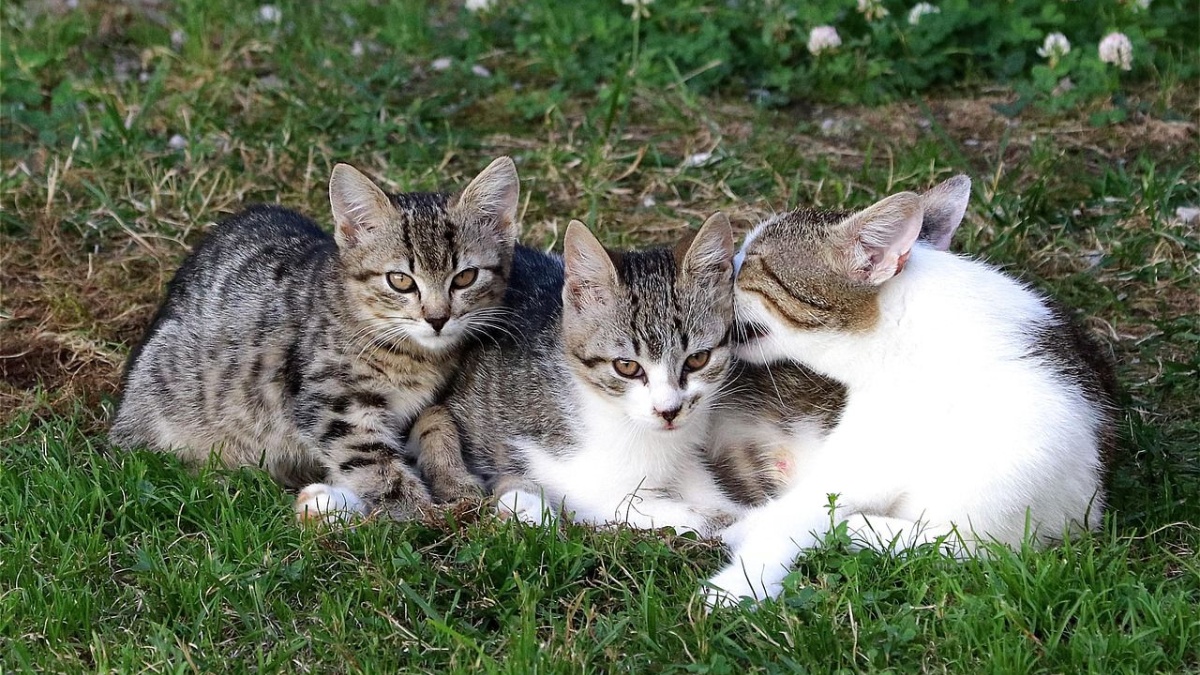 Expert tips to reduce excessive cat shedding