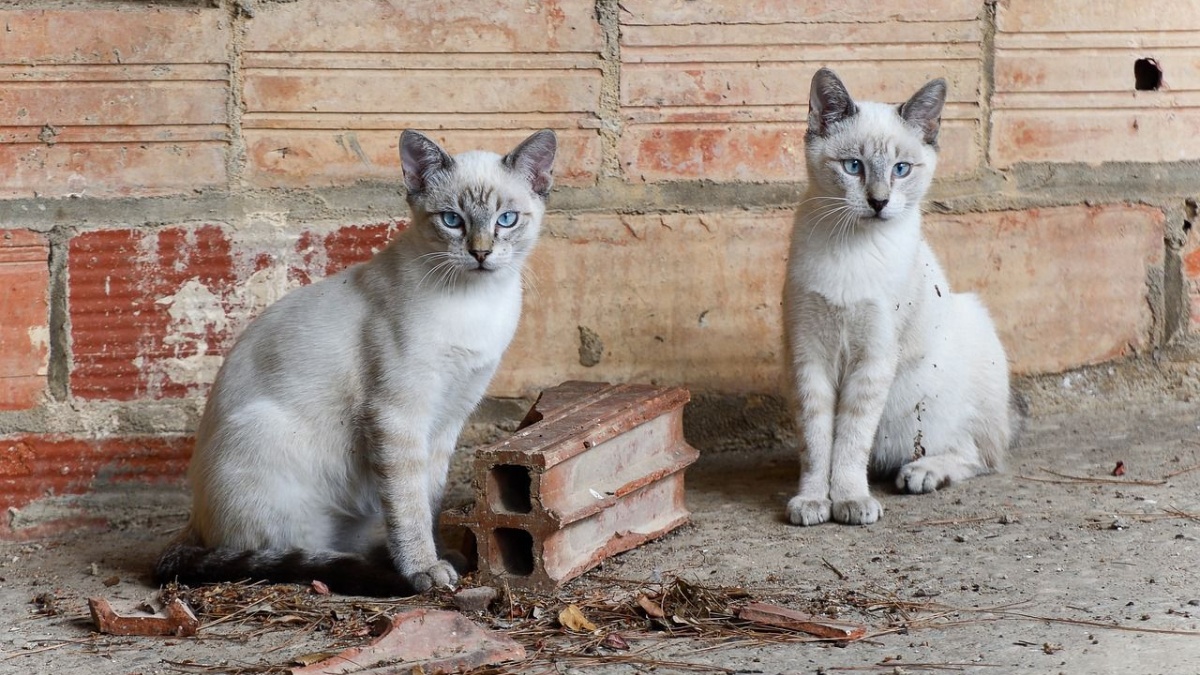 Common cat myths that experts say are not true