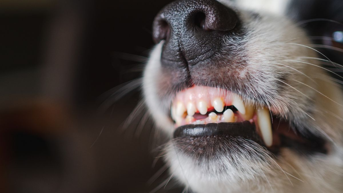 Castigar a un perro que gruñe puede ser peligroso: esto recomiendan los ...