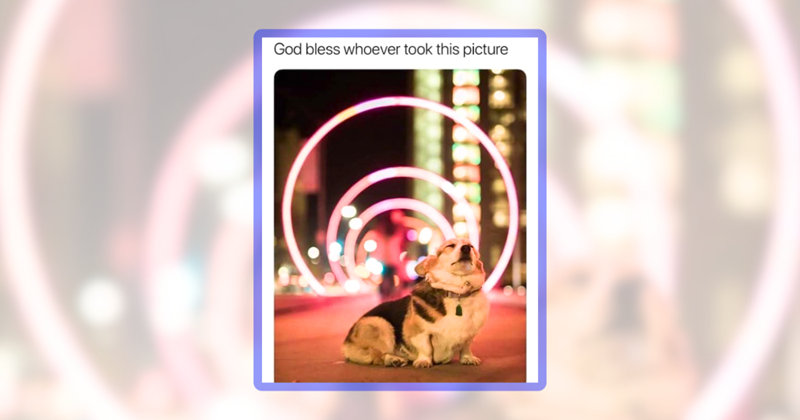 28 cute corgi memes full of tiny legs and big happiness